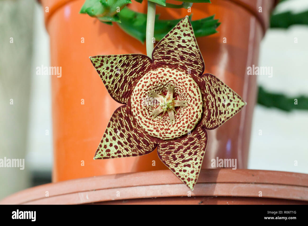 Toad Plant High Resolution Stock Photography and Images - Alamy