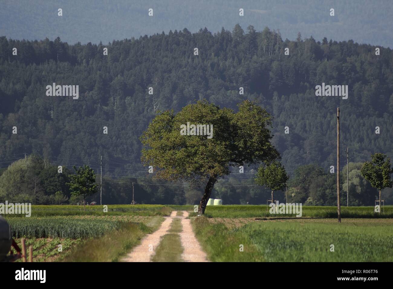 back road with tree and fields Stock Photo - Alamy