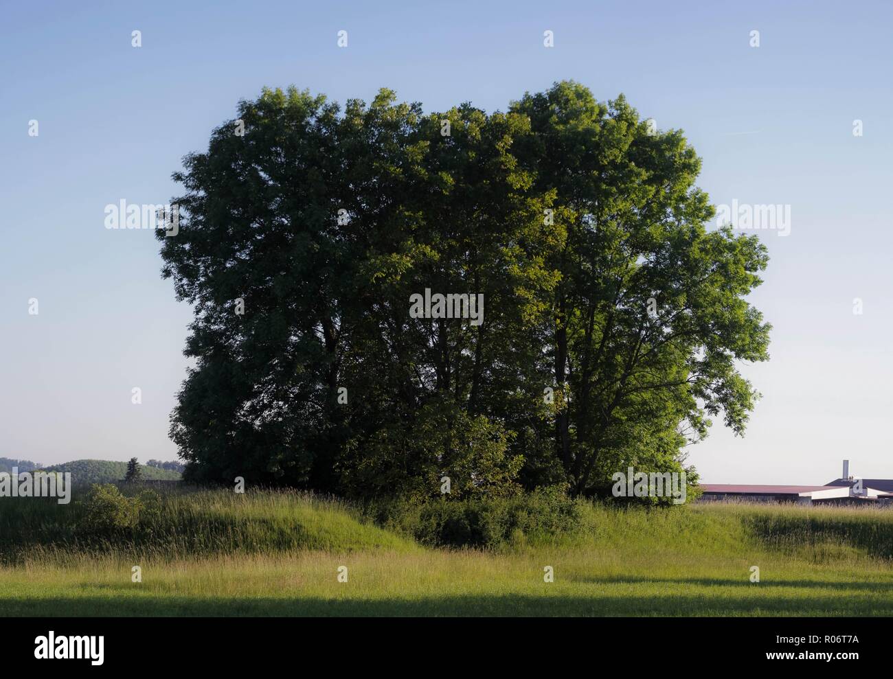Summer landscape trees growing hi-res stock photography and images - Alamy