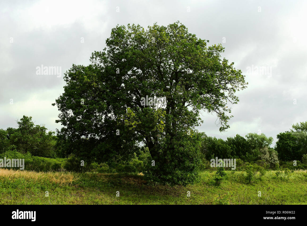 Big green tree and grass on the meadow and gray clouds. Tall oak ...