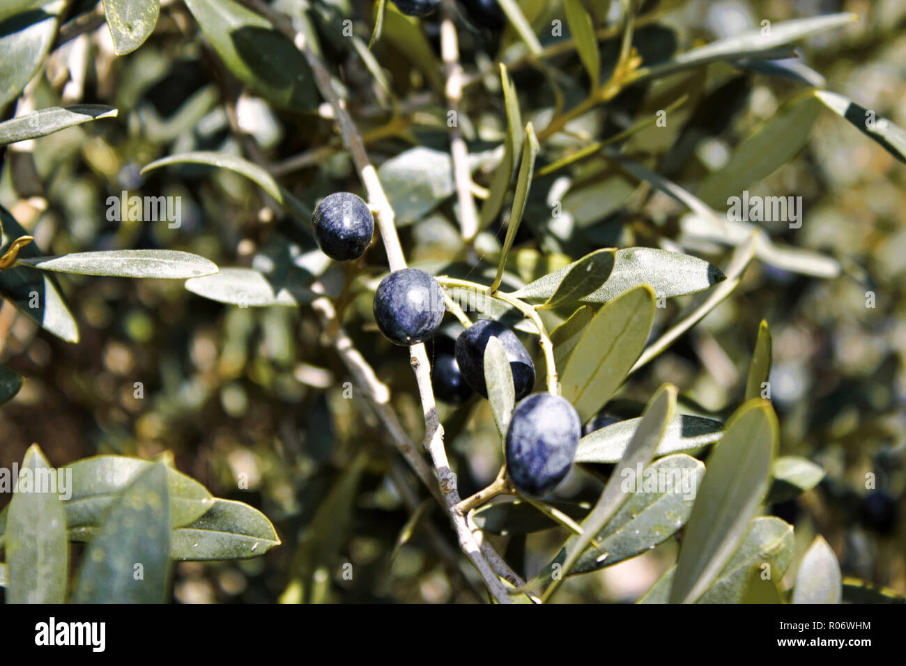 Olive tree greece hi-res stock photography and images - Alamy