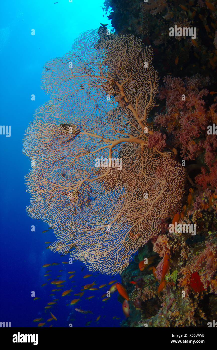 Gorgonia in Red Sea Stock Photo - Alamy