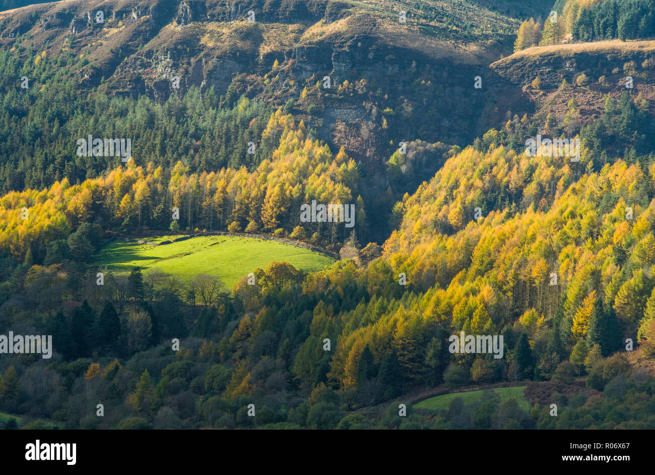 Woodland and meadow below Pen Pych in the Rhondda Fawr Valley South ...