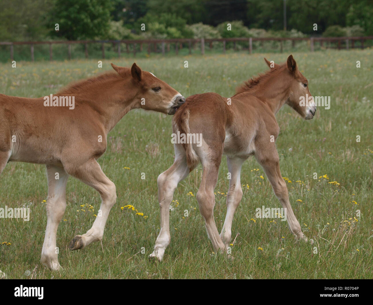 Young foals at play hi-res stock photography and images - Alamy