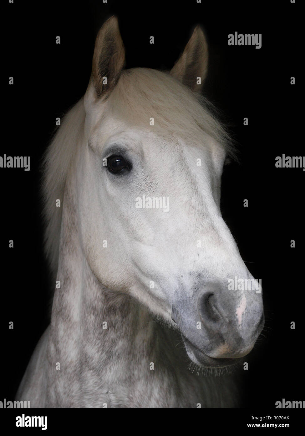 Headshot of grey Connemara against black background Stock Photo - Alamy