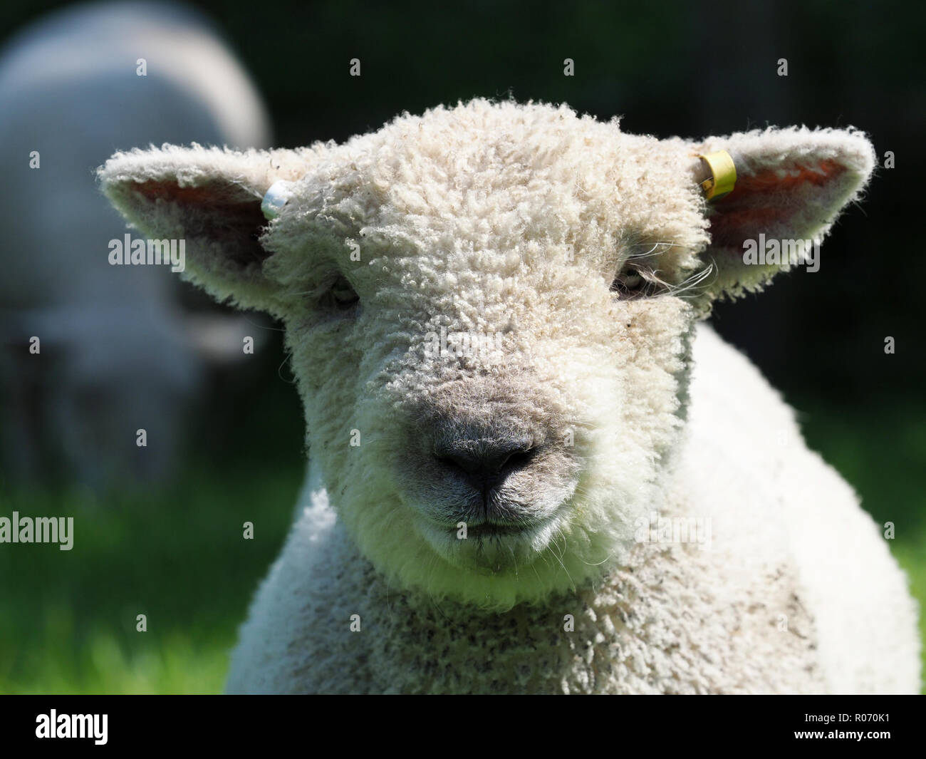 Southdown lamb hi-res stock photography and images - Alamy