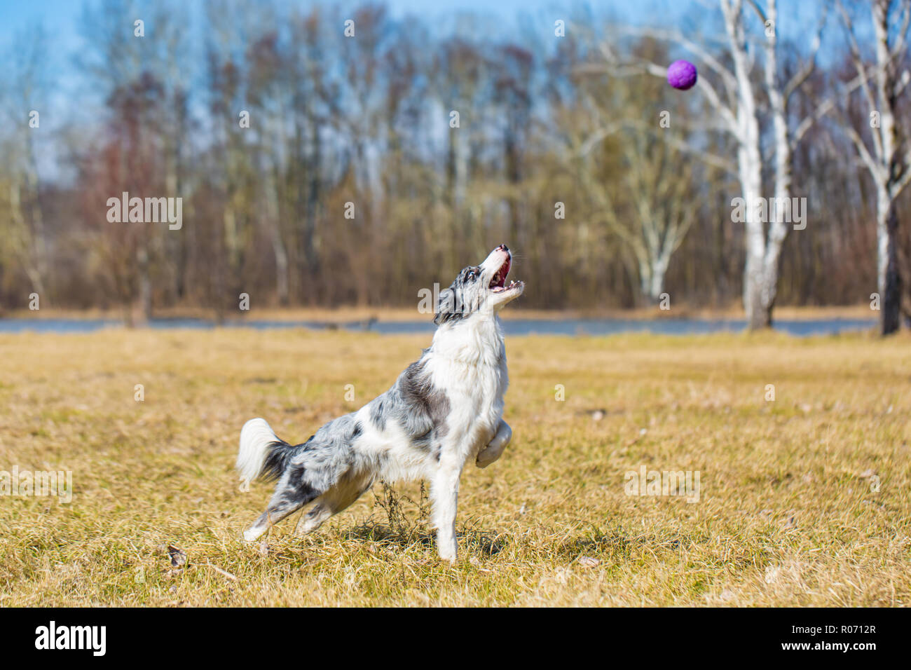 Border collie playing ball hi-res stock photography and images - Alamy