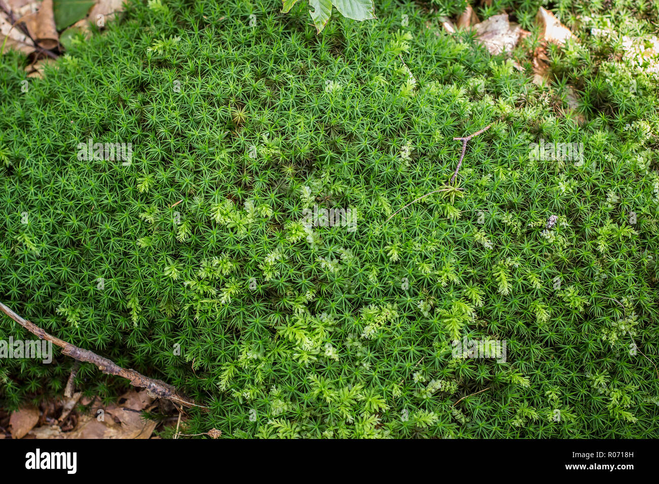 Moss Polytrichum in the beech forest on the Tara mountain in Serbia ...