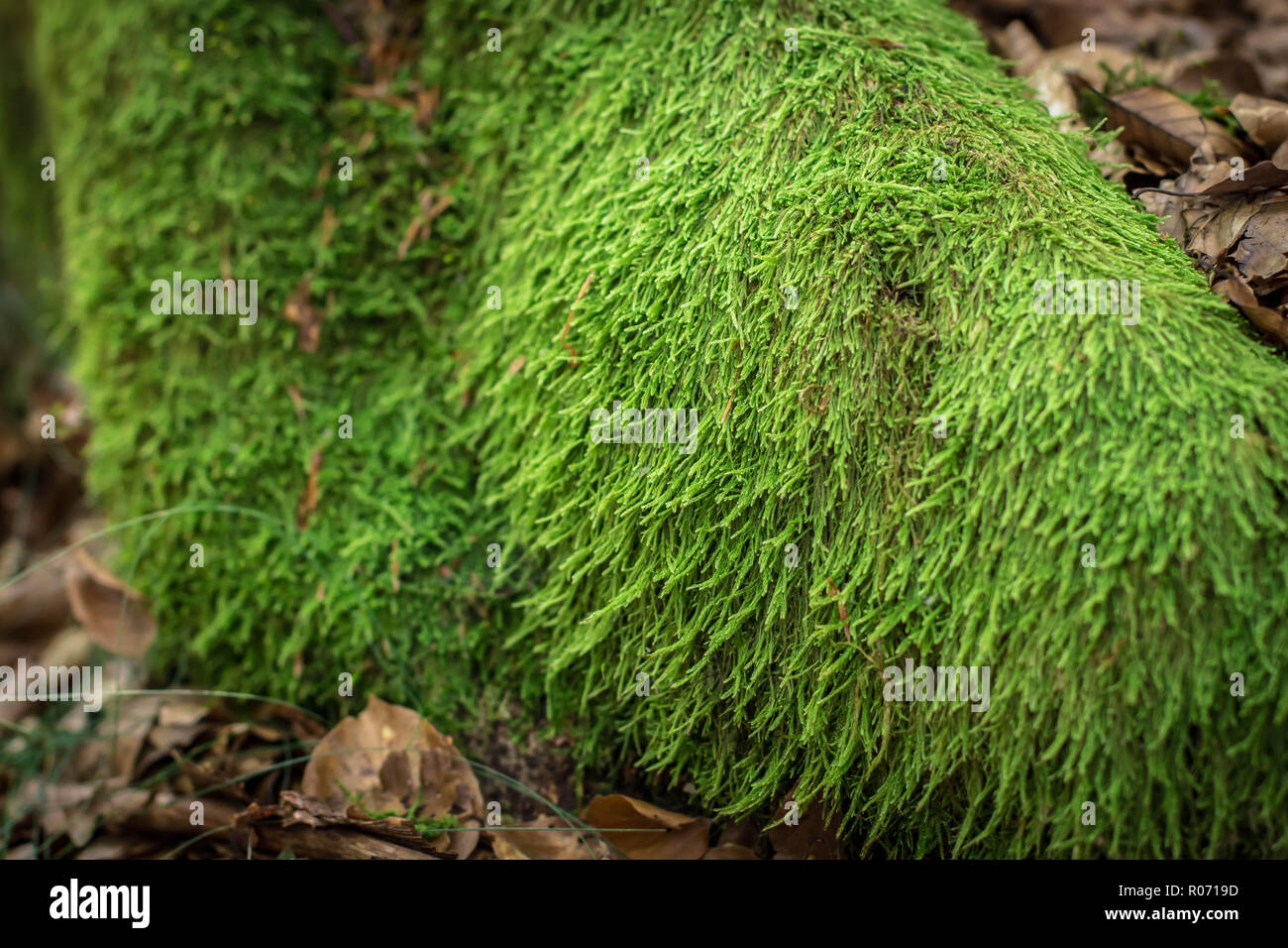 Hypnum Moss Hypnum High Resolution Stock Photography and Images - Alamy
