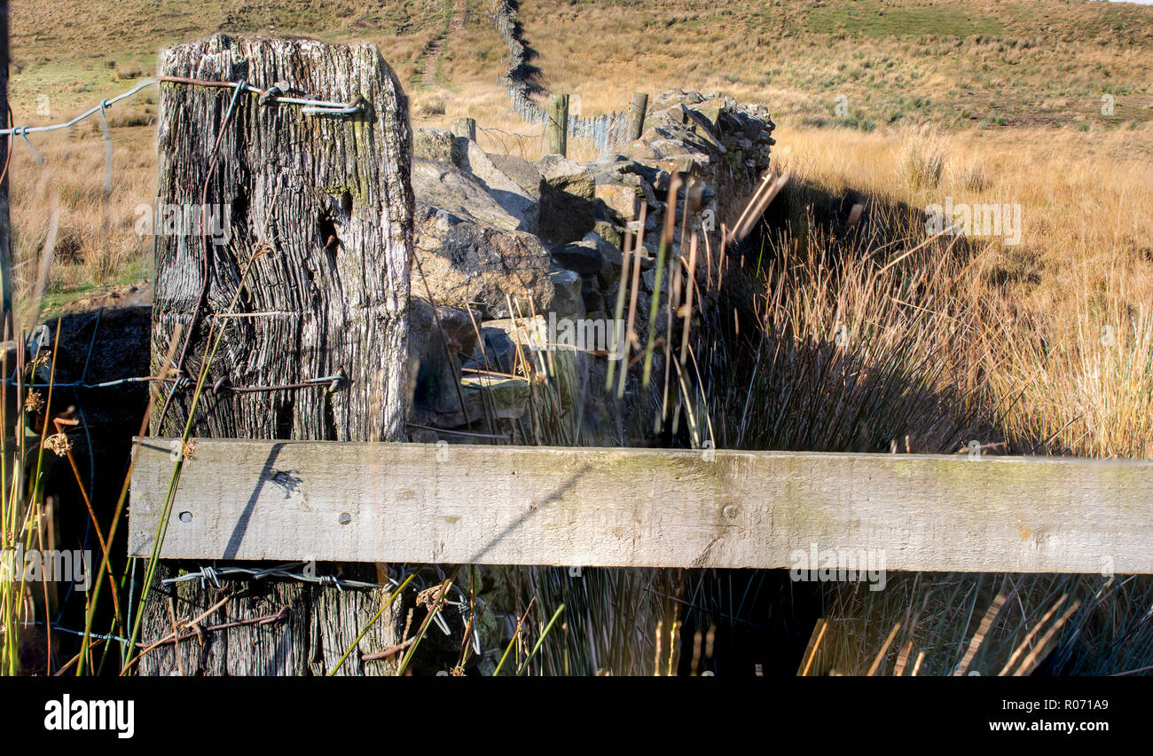 Broken stone wall in the West Pennine Moors traversing bleak moorland ...
