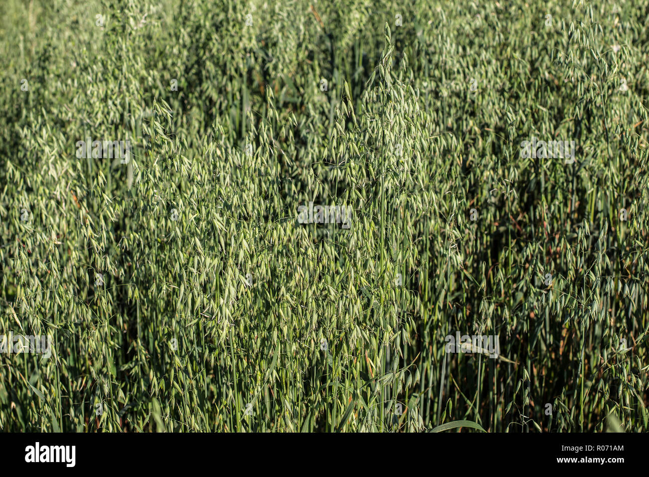 Cultivated oat hi-res stock photography and images - Alamy