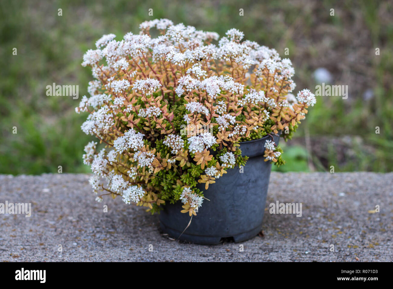 Single ordinari plastic flower pot with white flowering sedum plants ...
