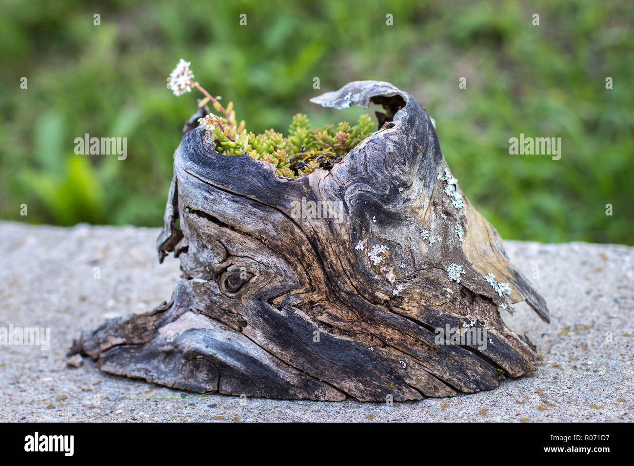 Small tree stump as a flower pot Stock Photo - Alamy