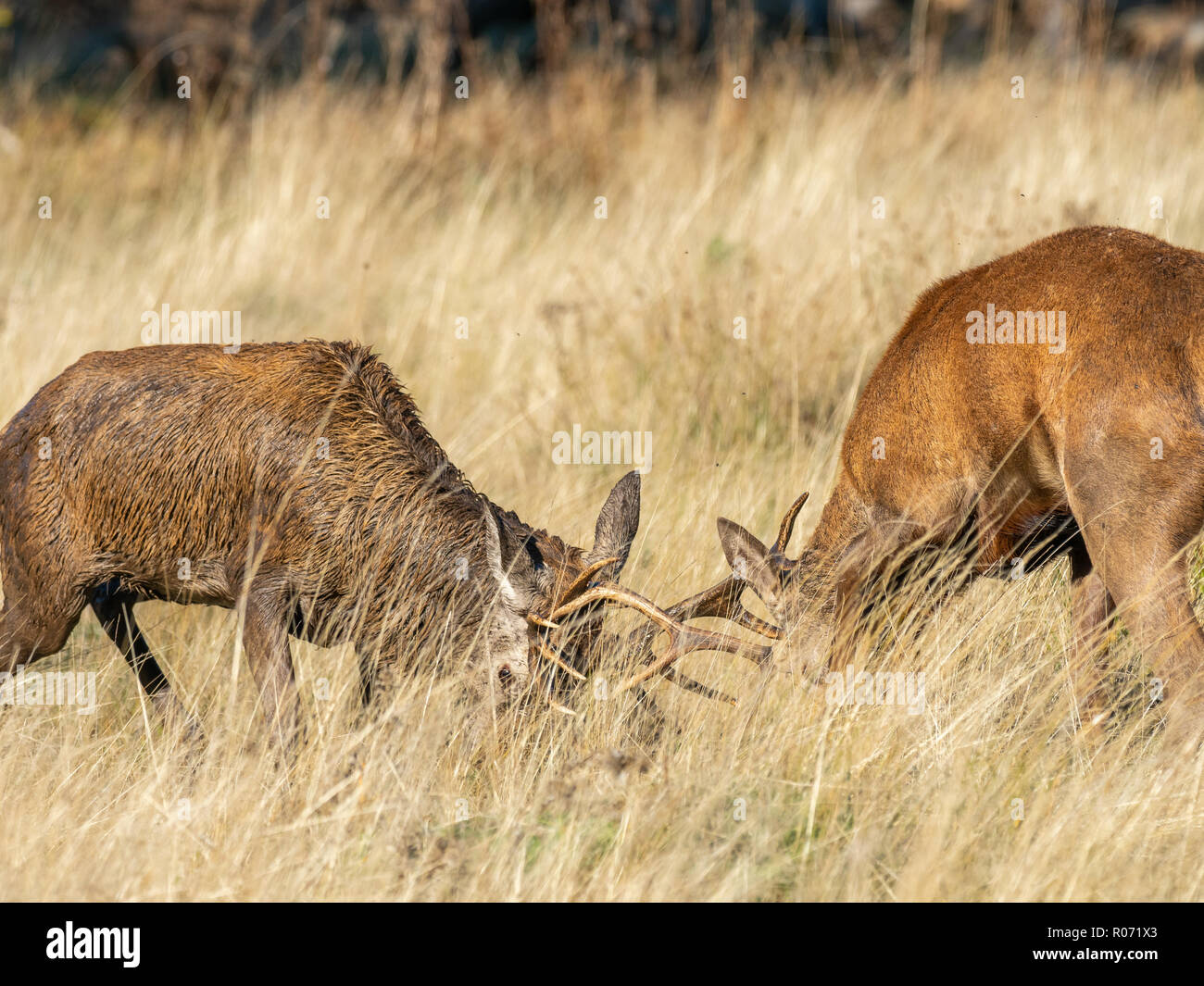 Two young stags rutting hi-res stock photography and images - Alamy