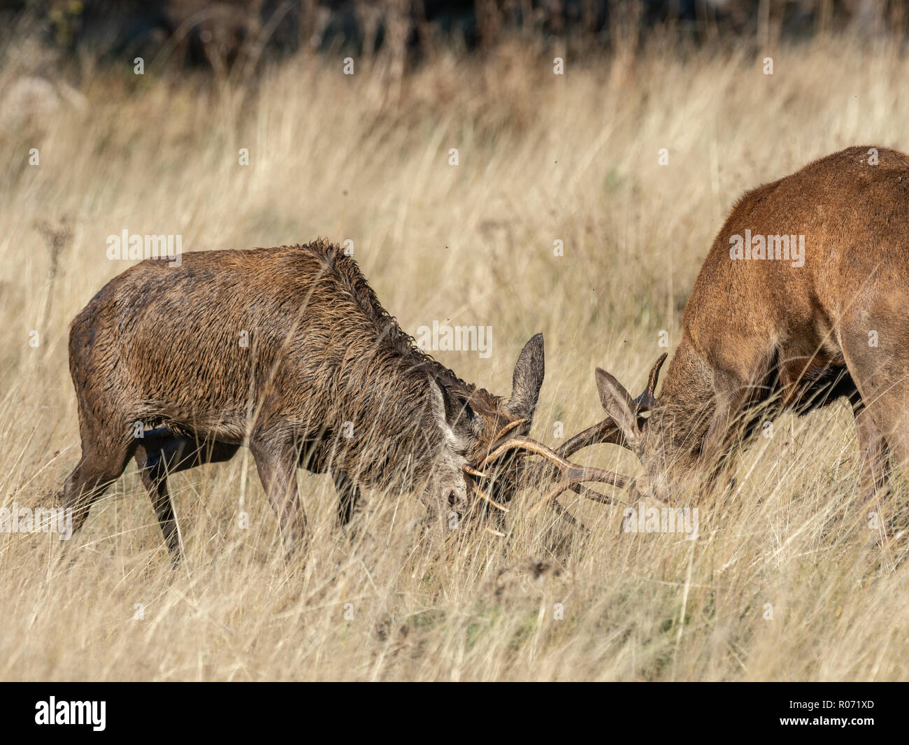 Two young stags rutting hi-res stock photography and images - Alamy