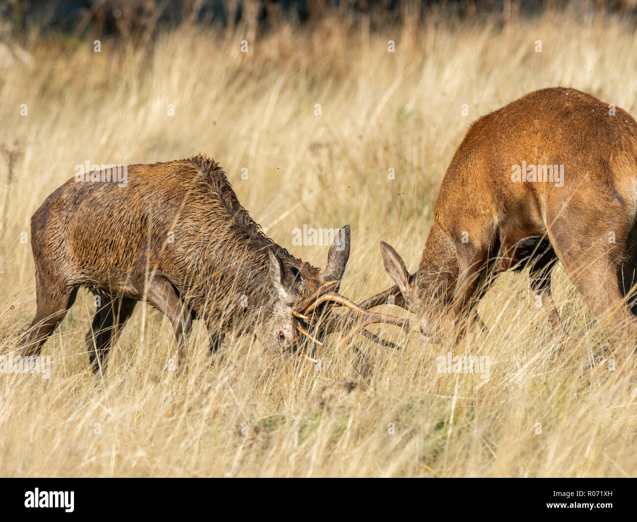 Young deer fighting hi-res stock photography and images - Alamy