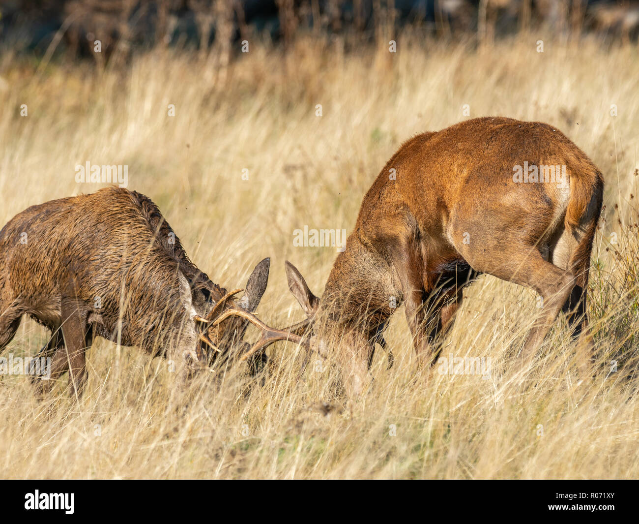 Young deer fighting hi-res stock photography and images - Alamy