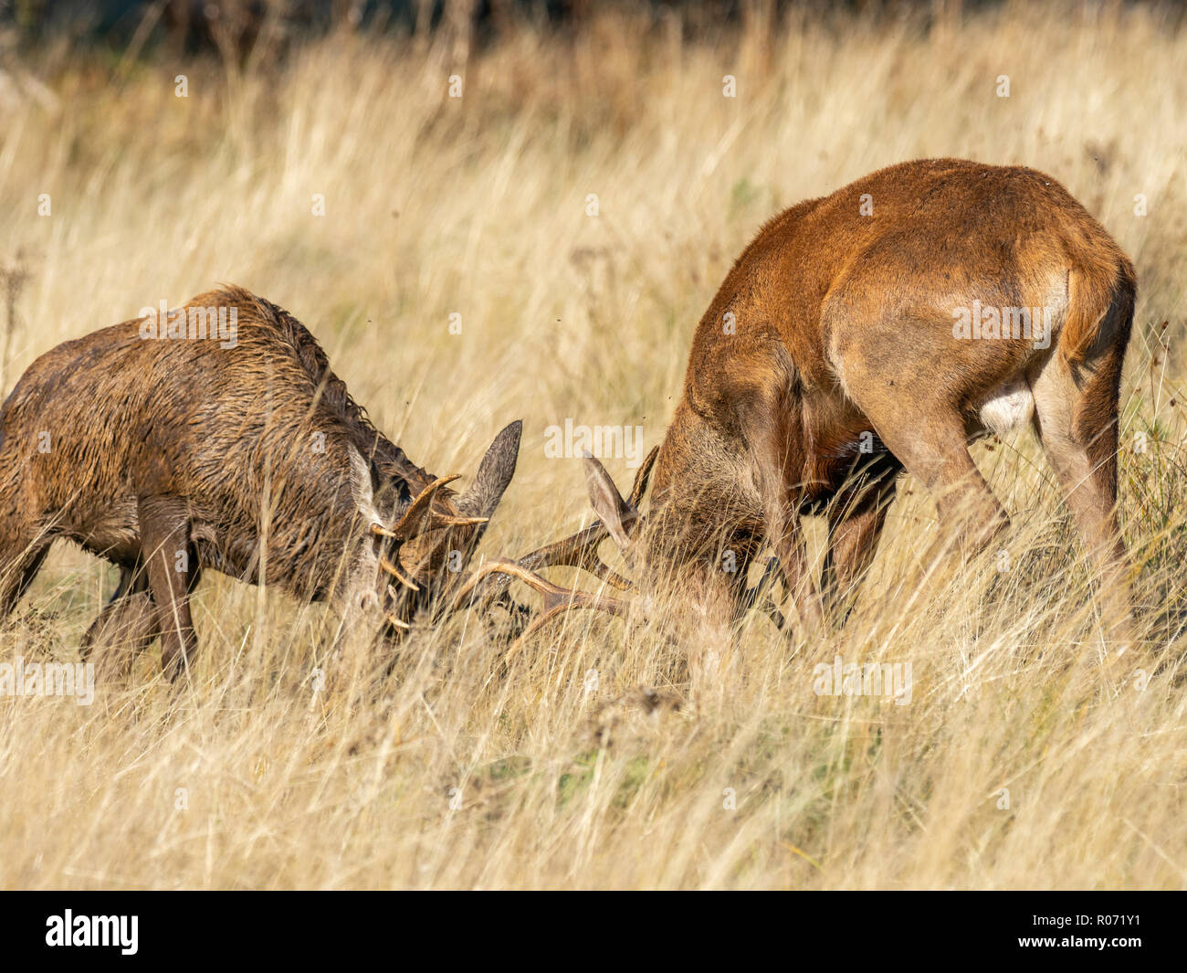Two young stags rutting hi-res stock photography and images - Alamy