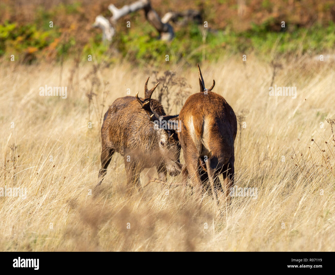 Two young stags rutting hi-res stock photography and images - Alamy