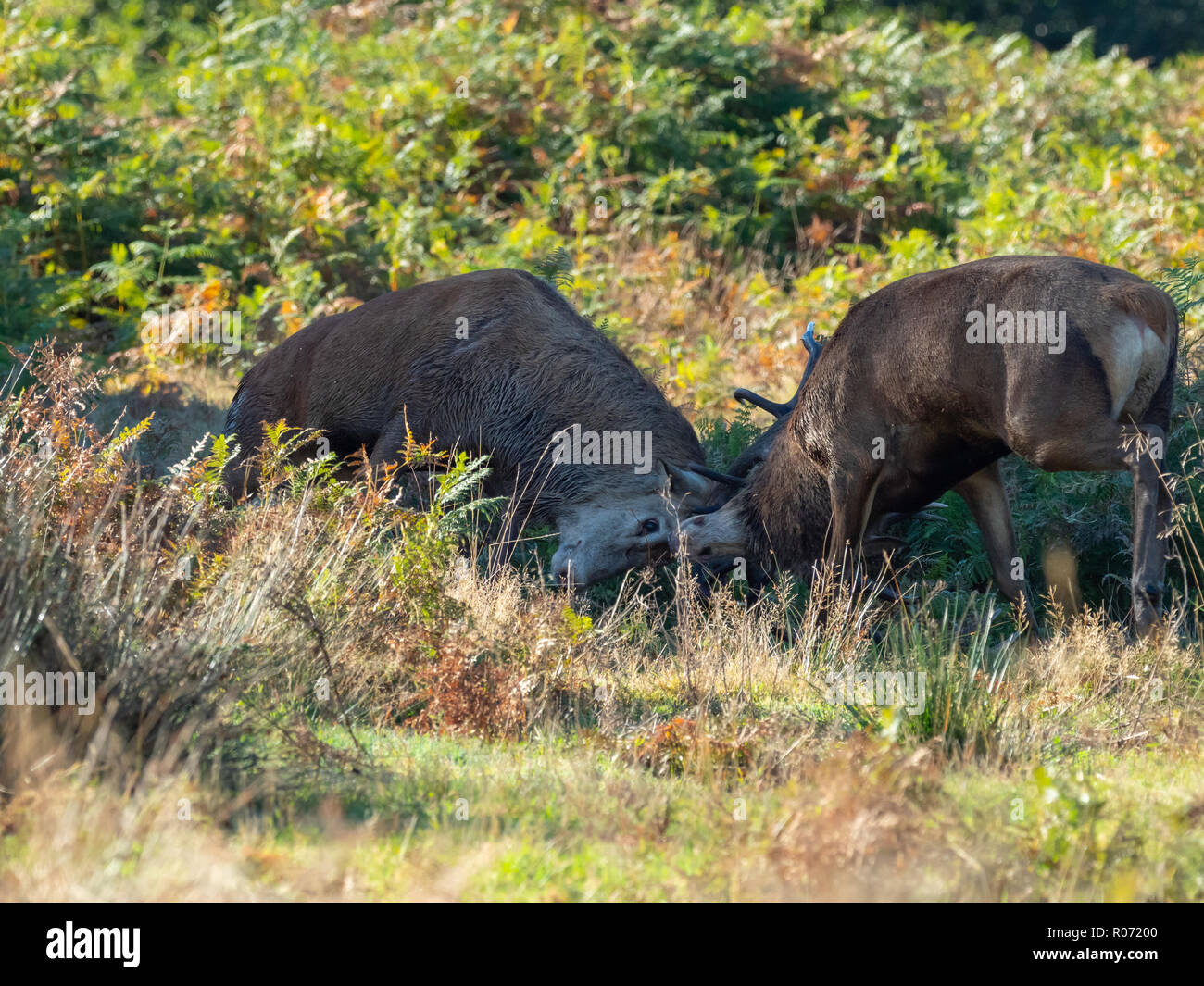 Red Deer Stags Fighting Stock Photo - Alamy