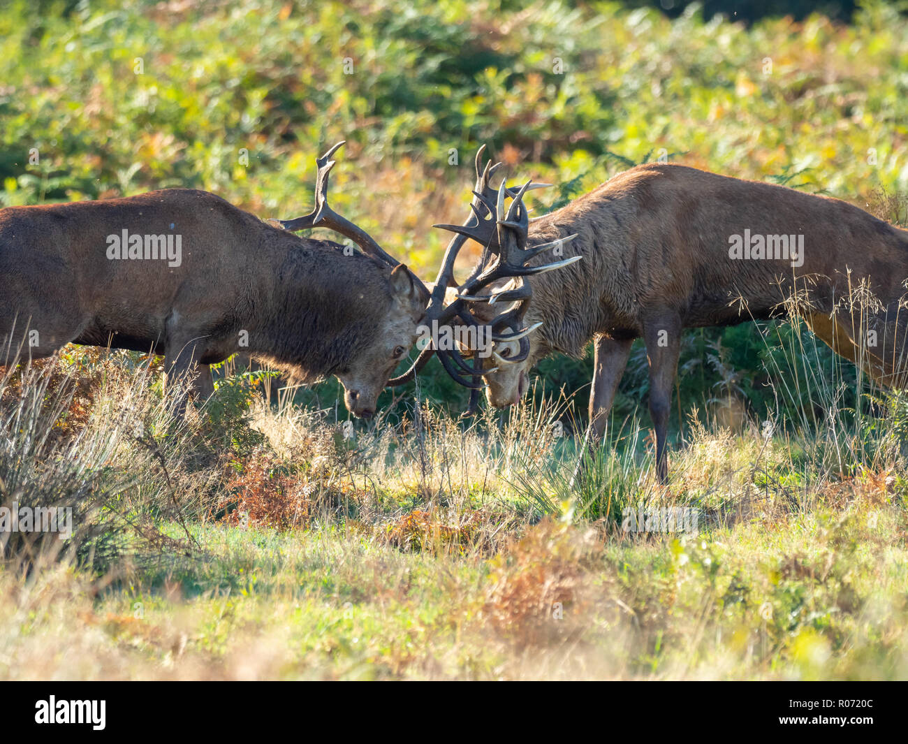 Red Deer Stags Fighting Stock Photo - Alamy