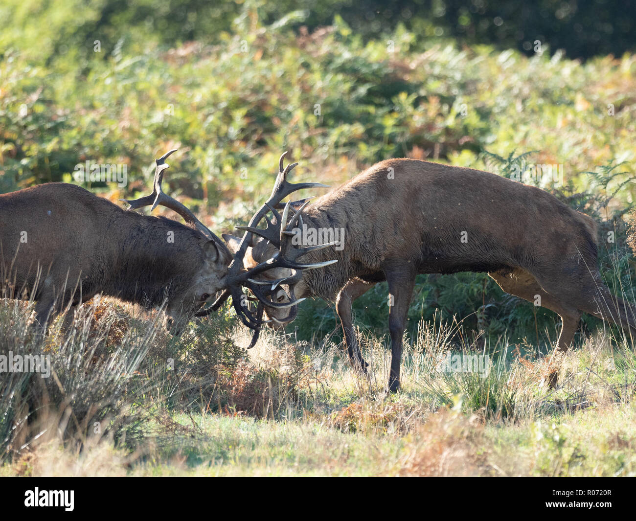 Red Deer Stags Fighting Stock Photo - Alamy