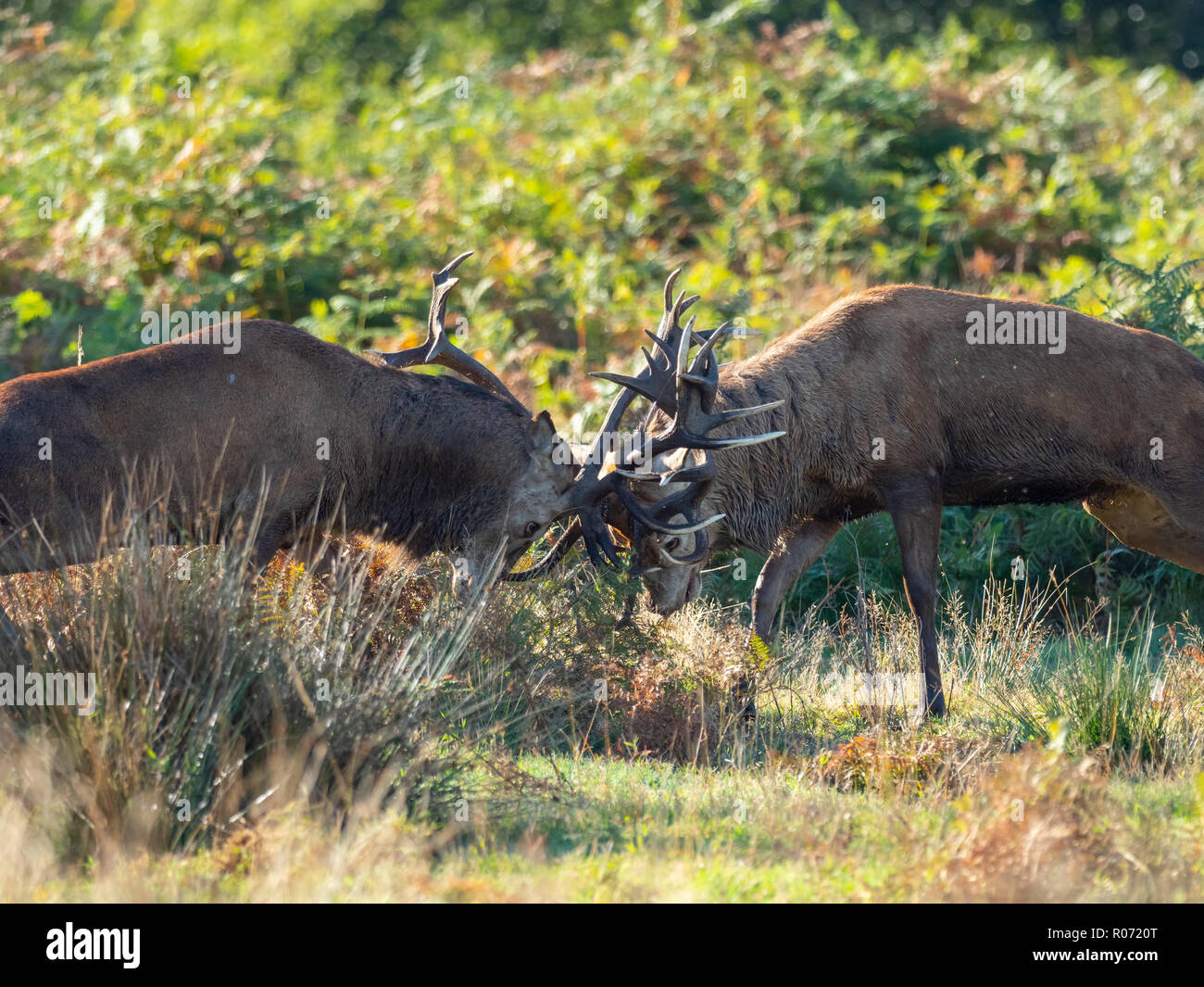 Rutting fight hi-res stock photography and images - Alamy