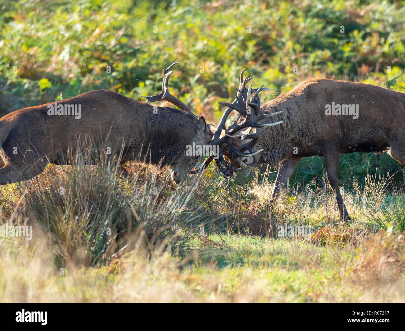 Red Deer Stags Fighting Stock Photo - Alamy