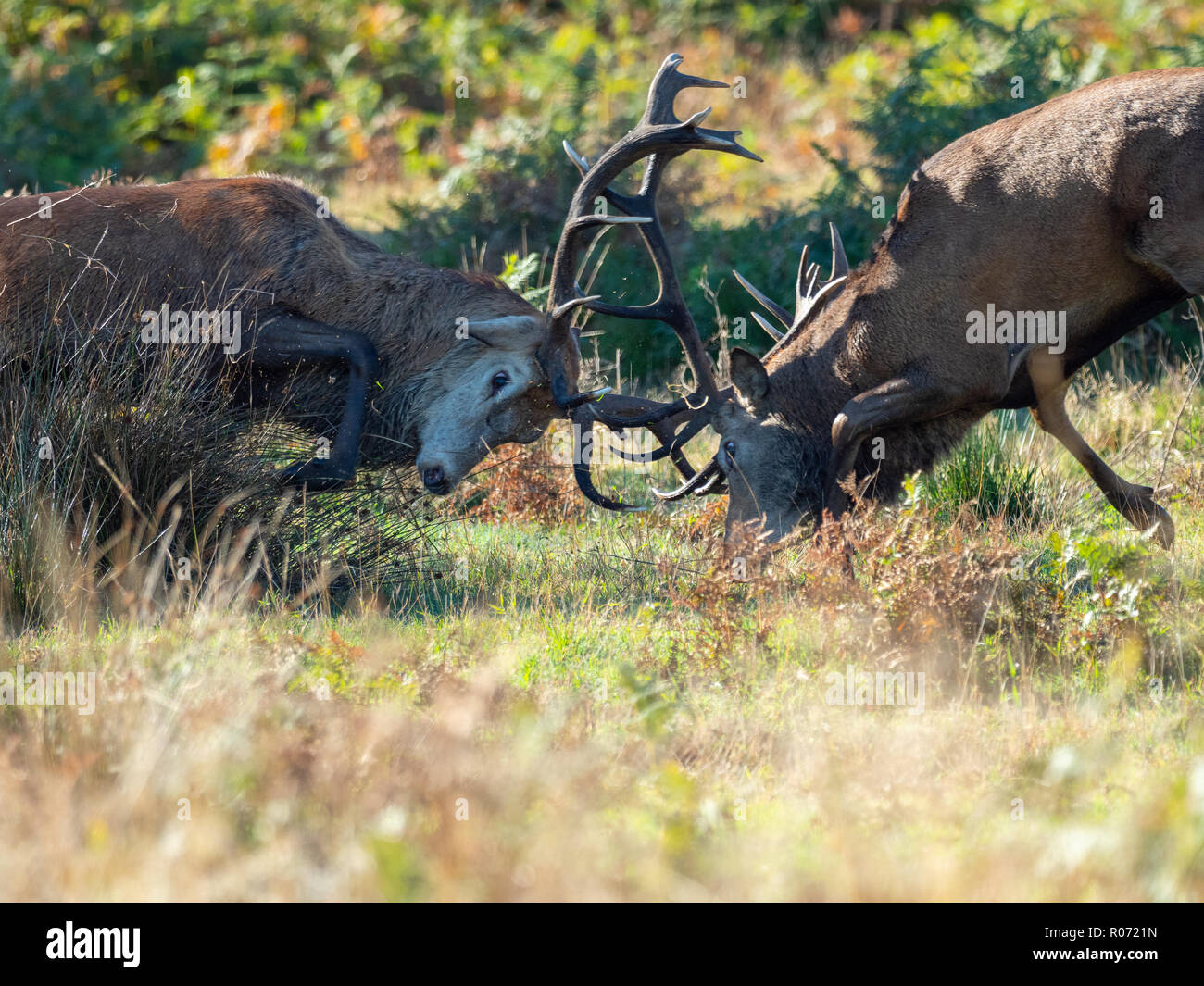 Red Deer Stags Fighting Stock Photo - Alamy