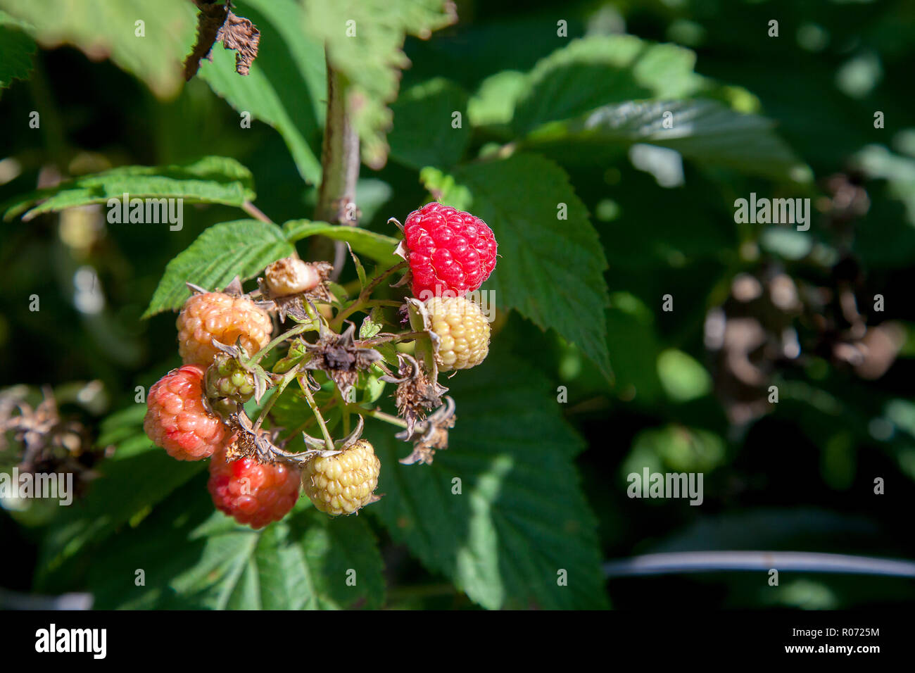Lots of red ripe raspberries on bush. Close up of fresh organic berries ...