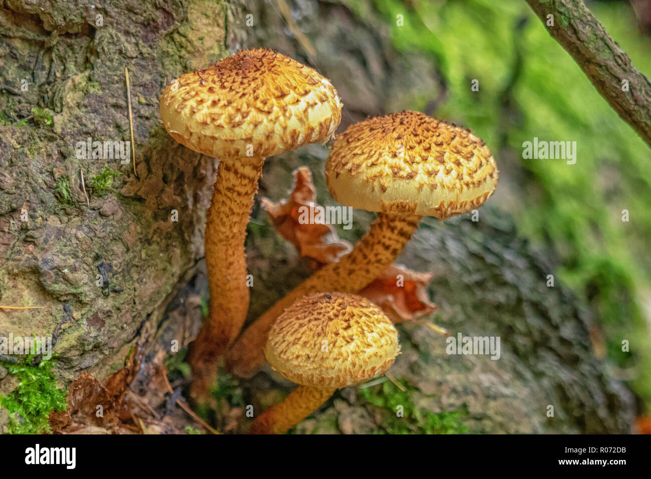 A mushroom, or toadstool, is the fleshy, spore-bearing fruiting body of ...
