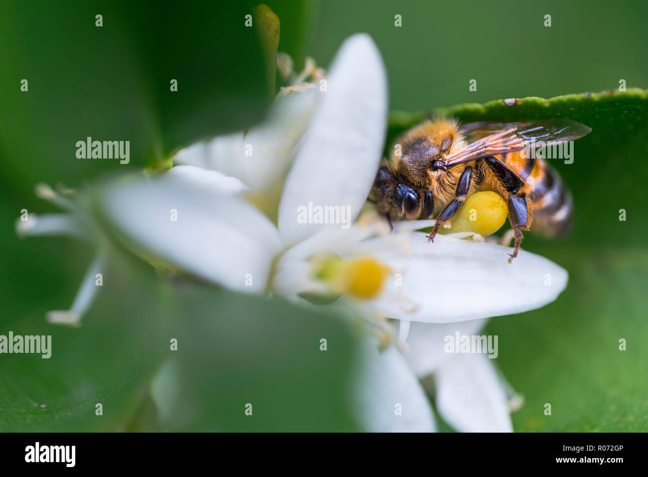 A honey bee lands on the flower of a Tahitian lime tree, citrus x ...