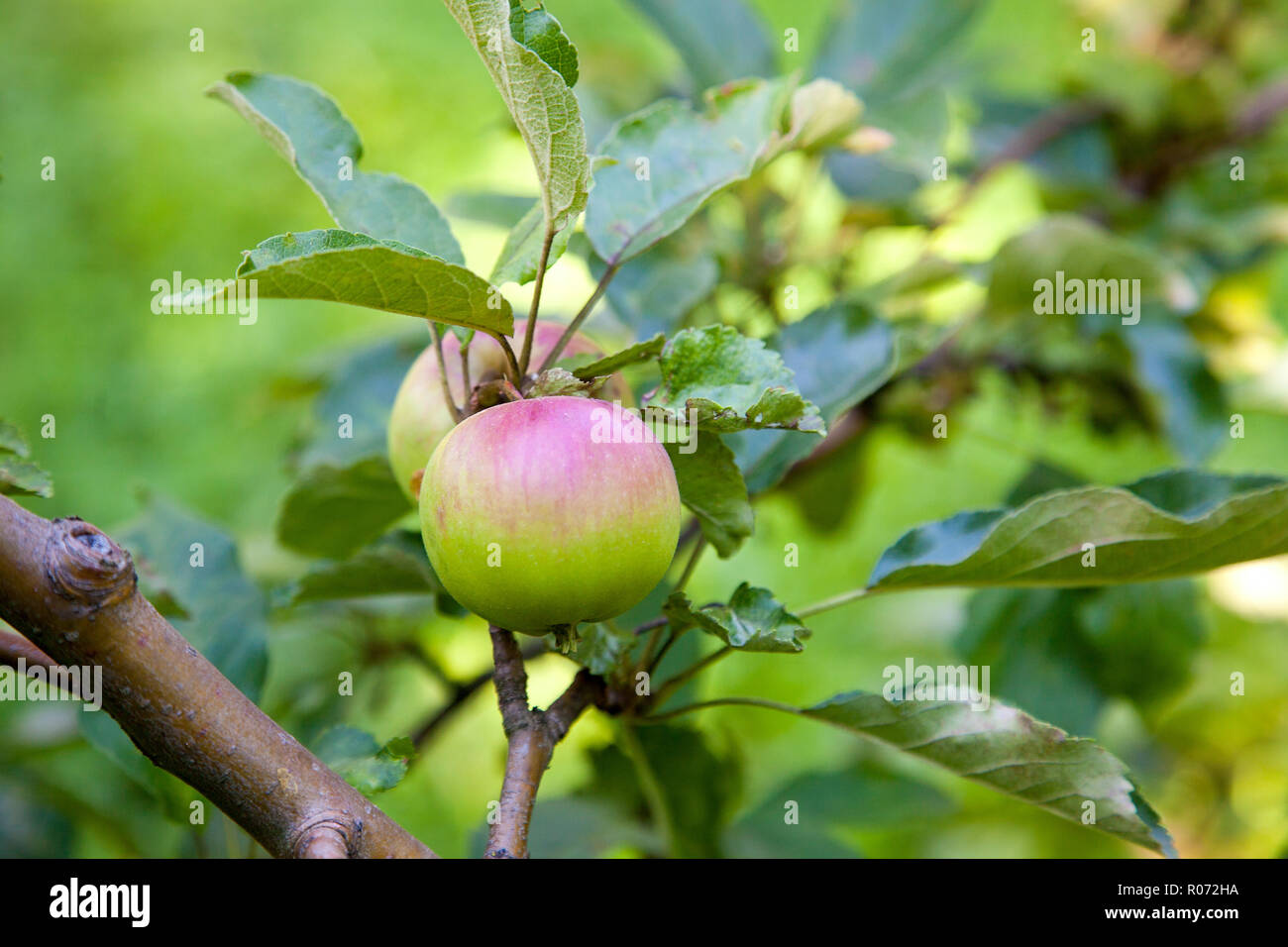 Close up view of the tree branch with organic apple on branch, fruits ...