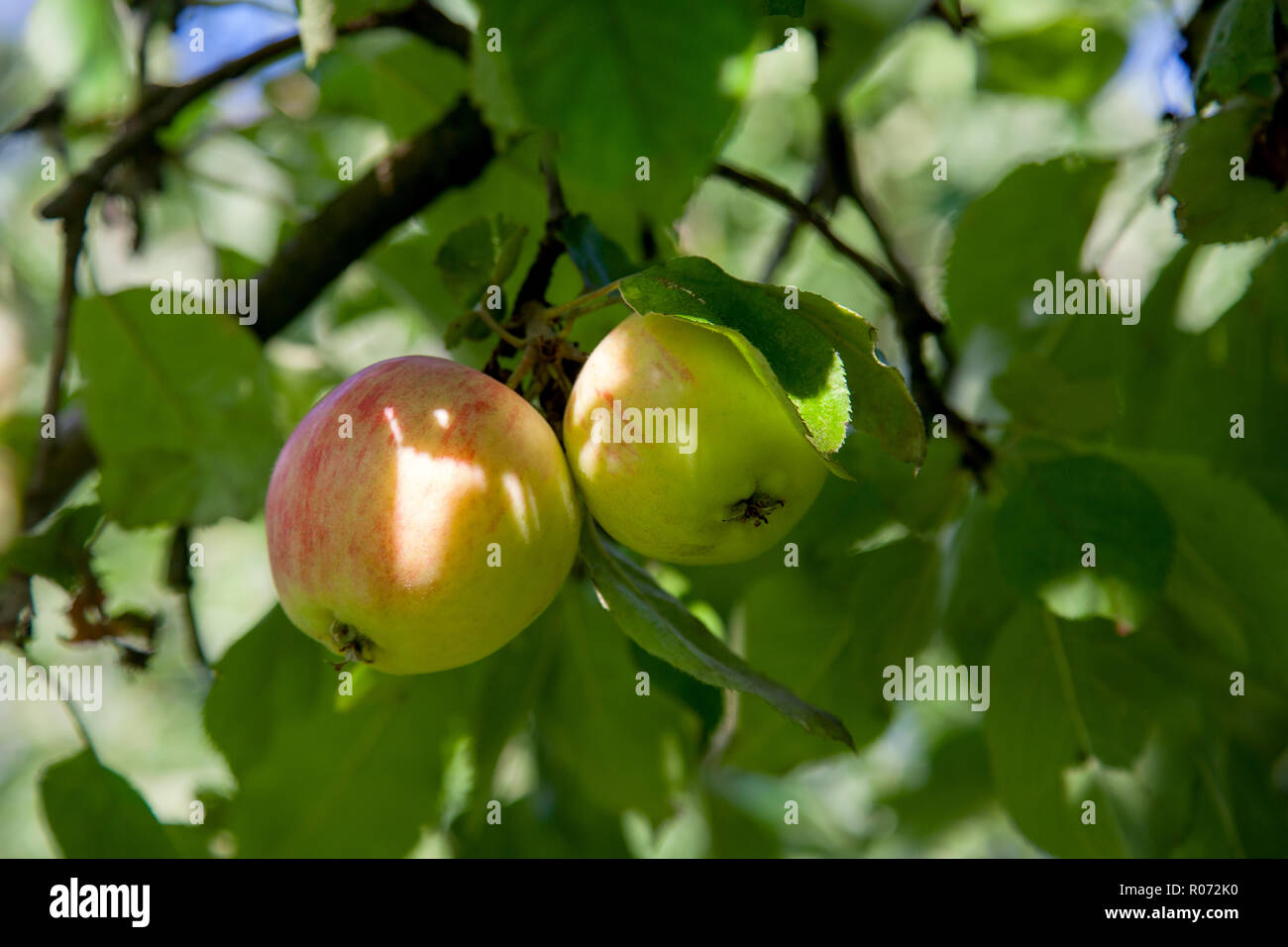 Close up view of the tree branch with organic apple on branch, fruits ...