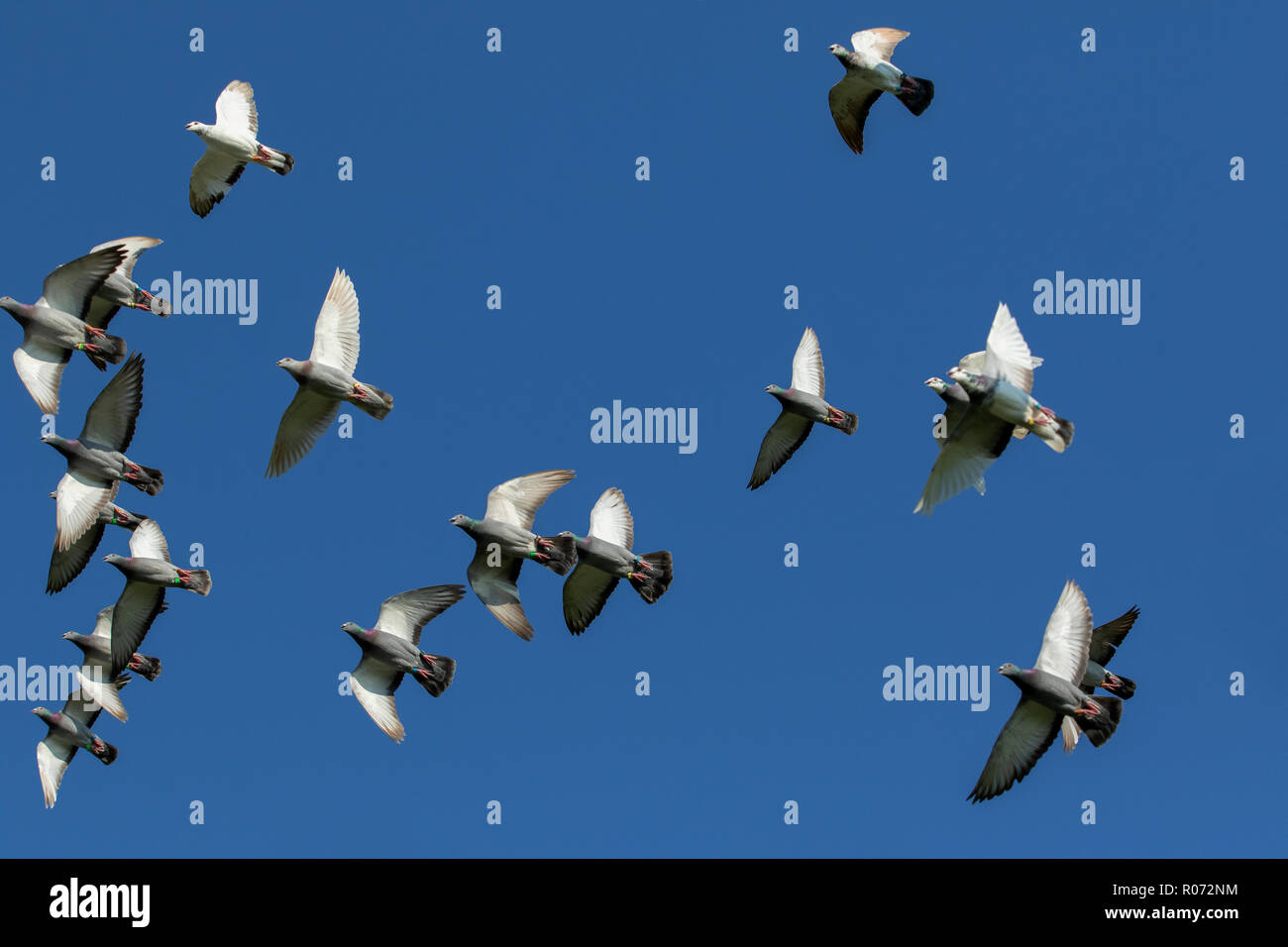 flock of speed racing pigeon flying against clear blue sky Stock Photo ...