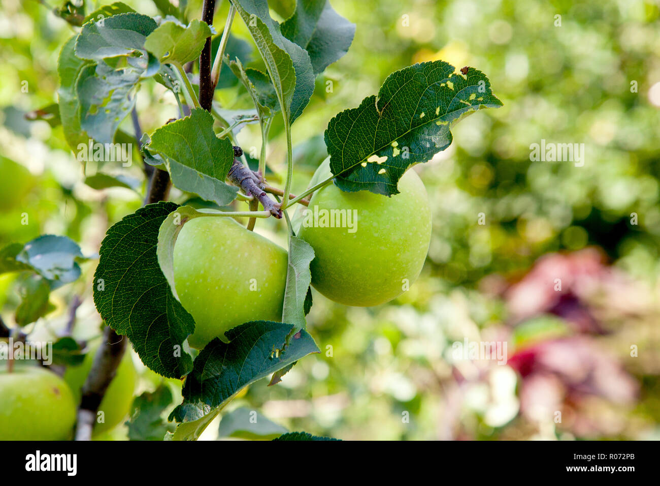Close up view of the tree branch with organic apple on branch, fruits ...