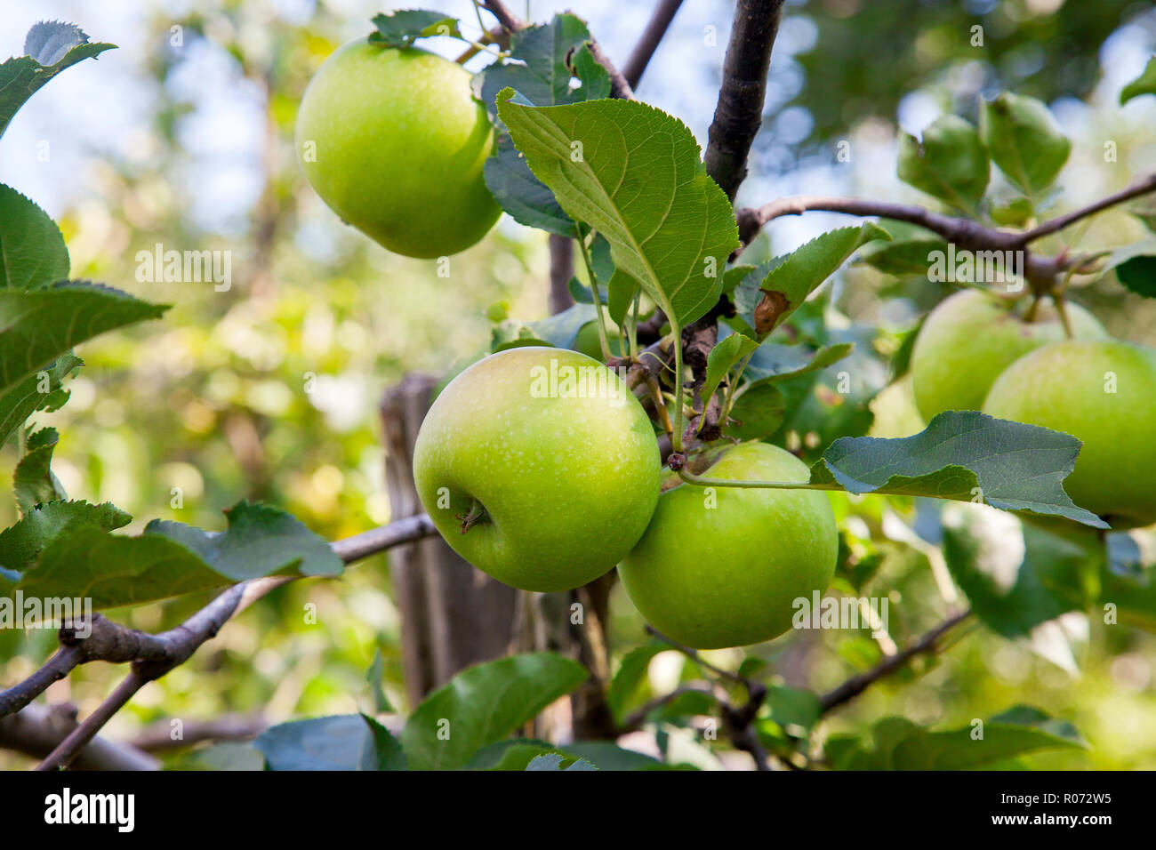 Close up view of the tree branch with organic apple on branch, fruits ...