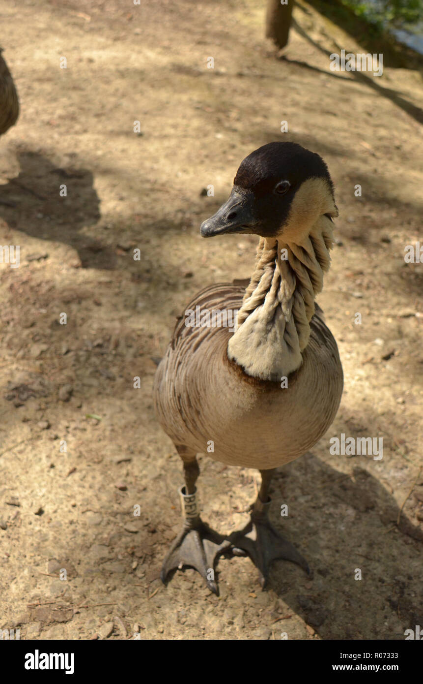 A water bird, native to the Hawaiian islands in the pacific ocean, USA ...