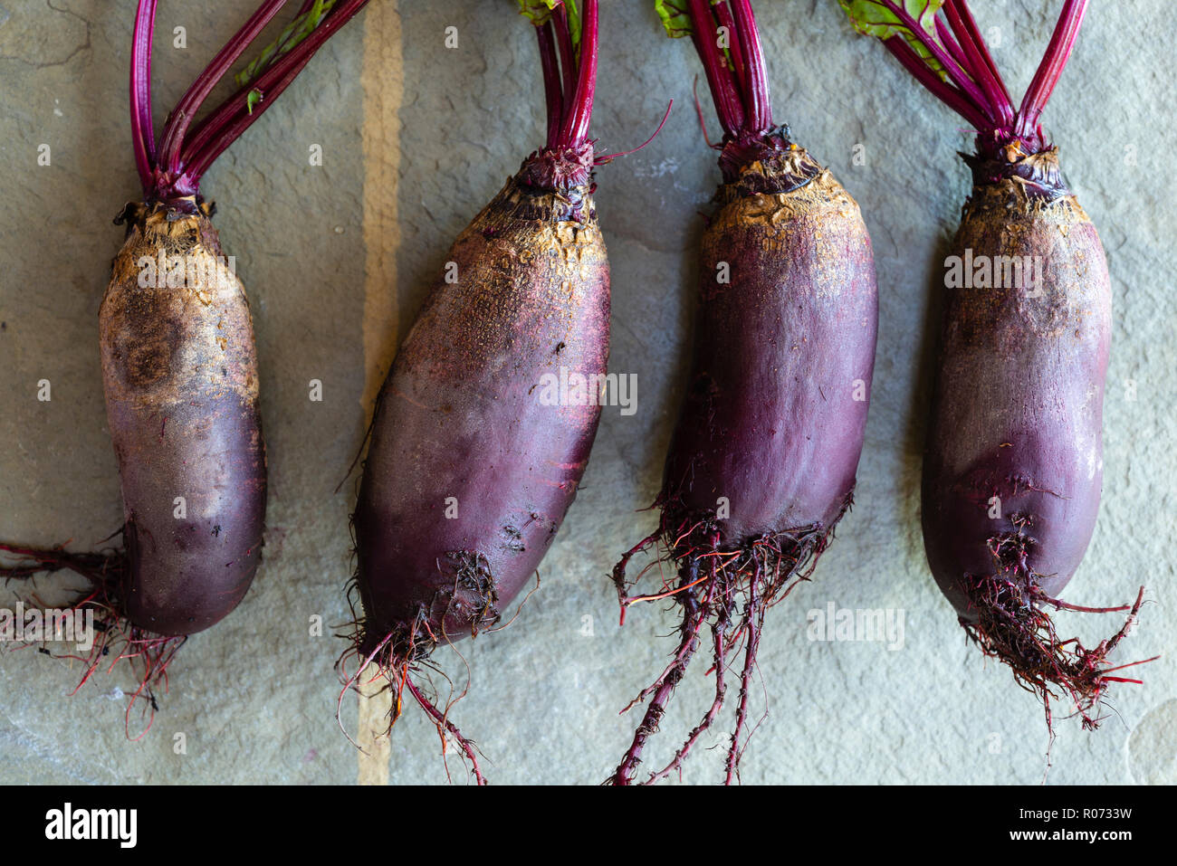 Beetroot Alto, long rooted beetroot on a grey slate background Stock ...