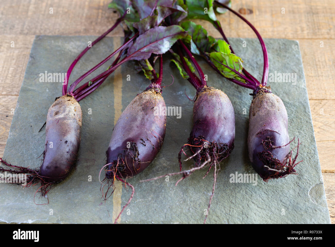 Beetroot Alto, long rooted beetroot on a grey slate background Stock ...