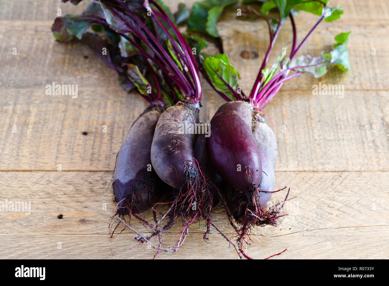 Beetroot Alto, long rooted beetroot, ready for preparation in the ...