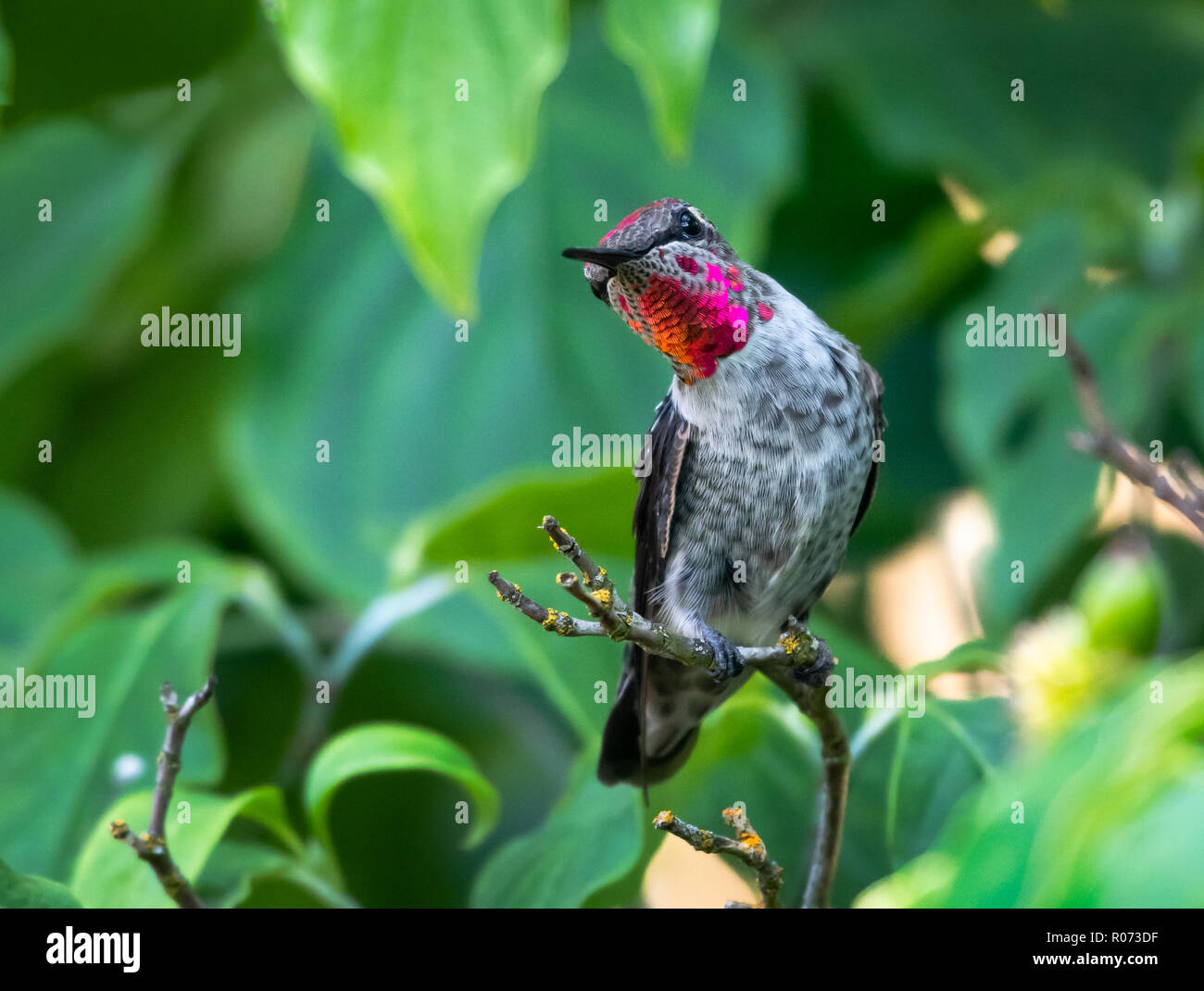 Juvenile Anna's hummingbird, Calypte anna, perched in a small tree ...