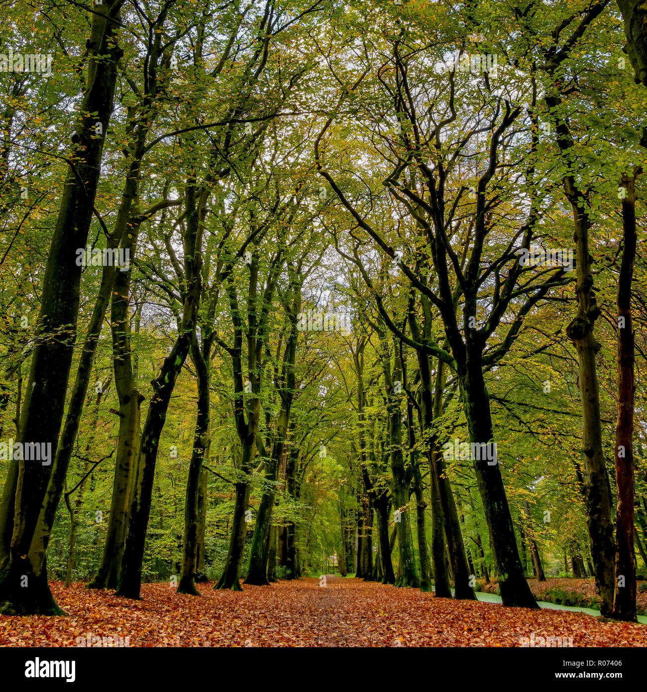 Autumn forest landscape scene rich in color Stock Photo - Alamy