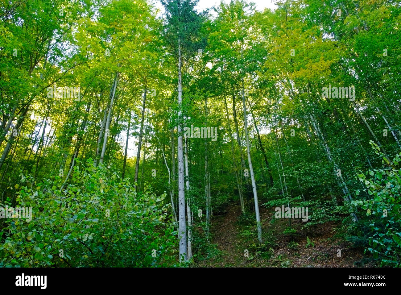 Bright sunshine in the green forest, beautiful light Stock Photo - Alamy