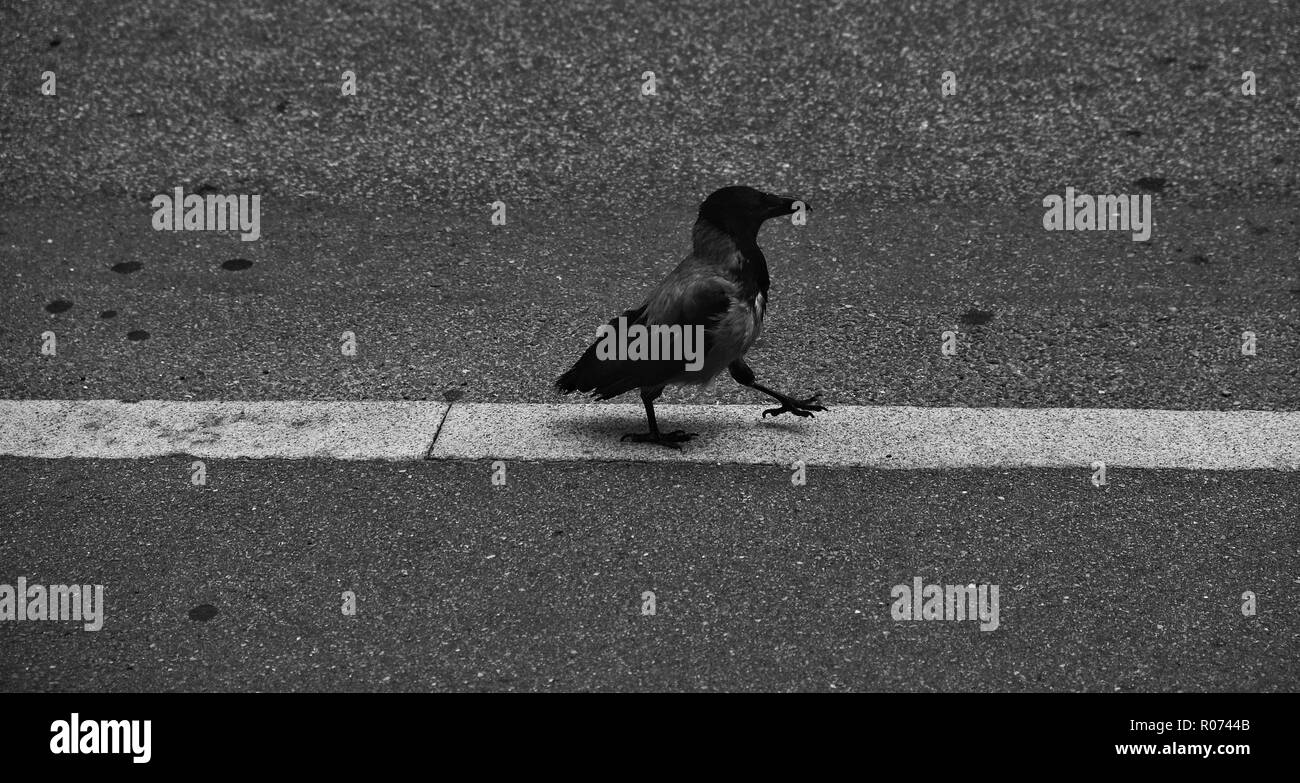 Walking bird hi-res stock photography and images - Alamy