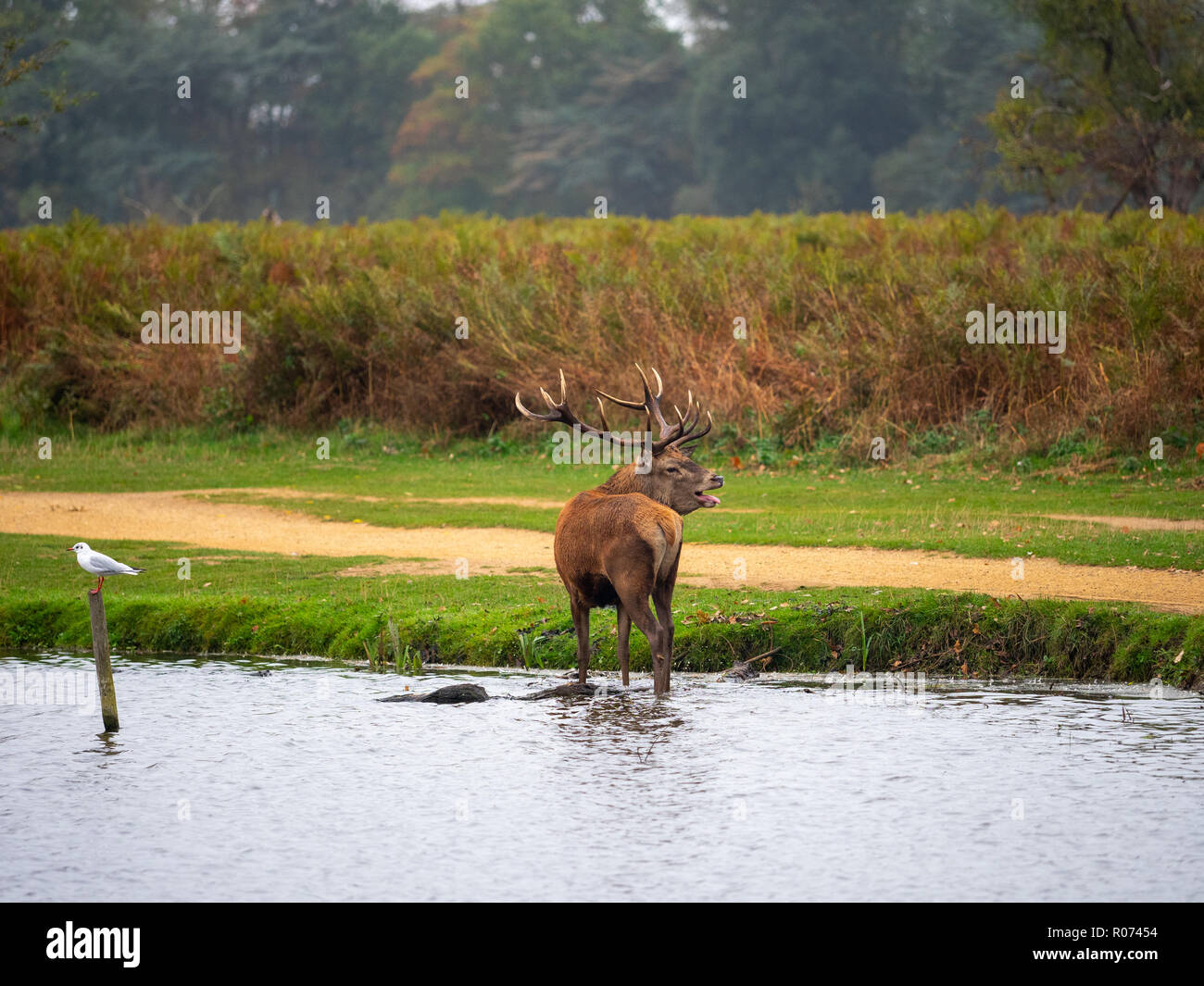 Red Deer Stag walking in water Stock Photo - Alamy