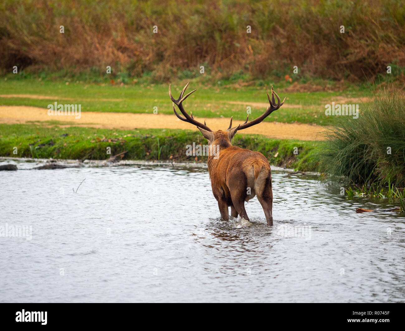 Red Deer Stag walking in water Stock Photo - Alamy