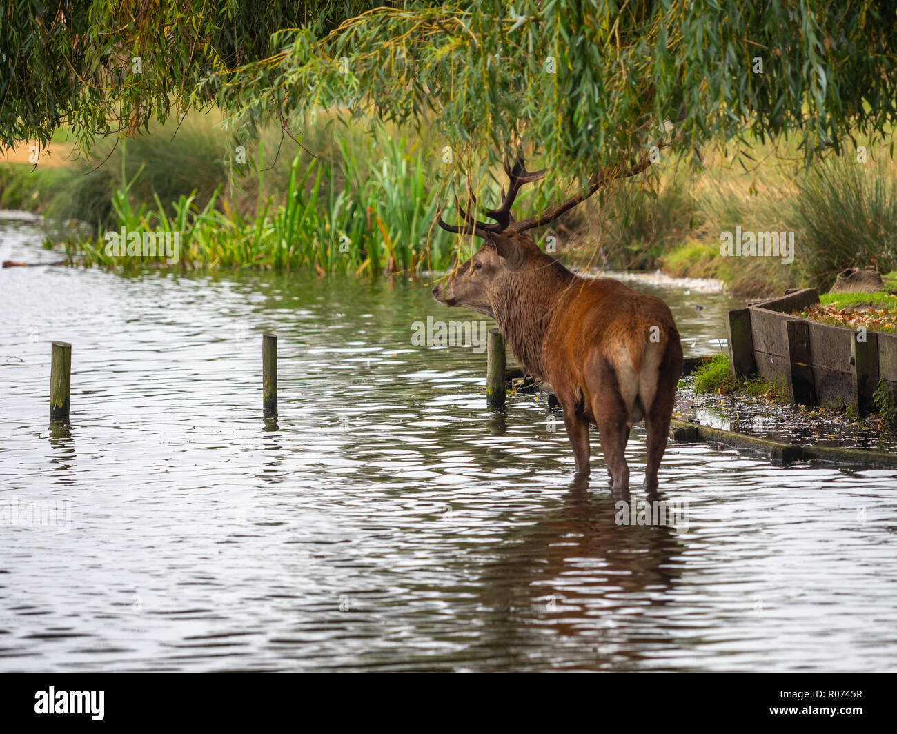 Red Deer Stag walking in water Stock Photo - Alamy
