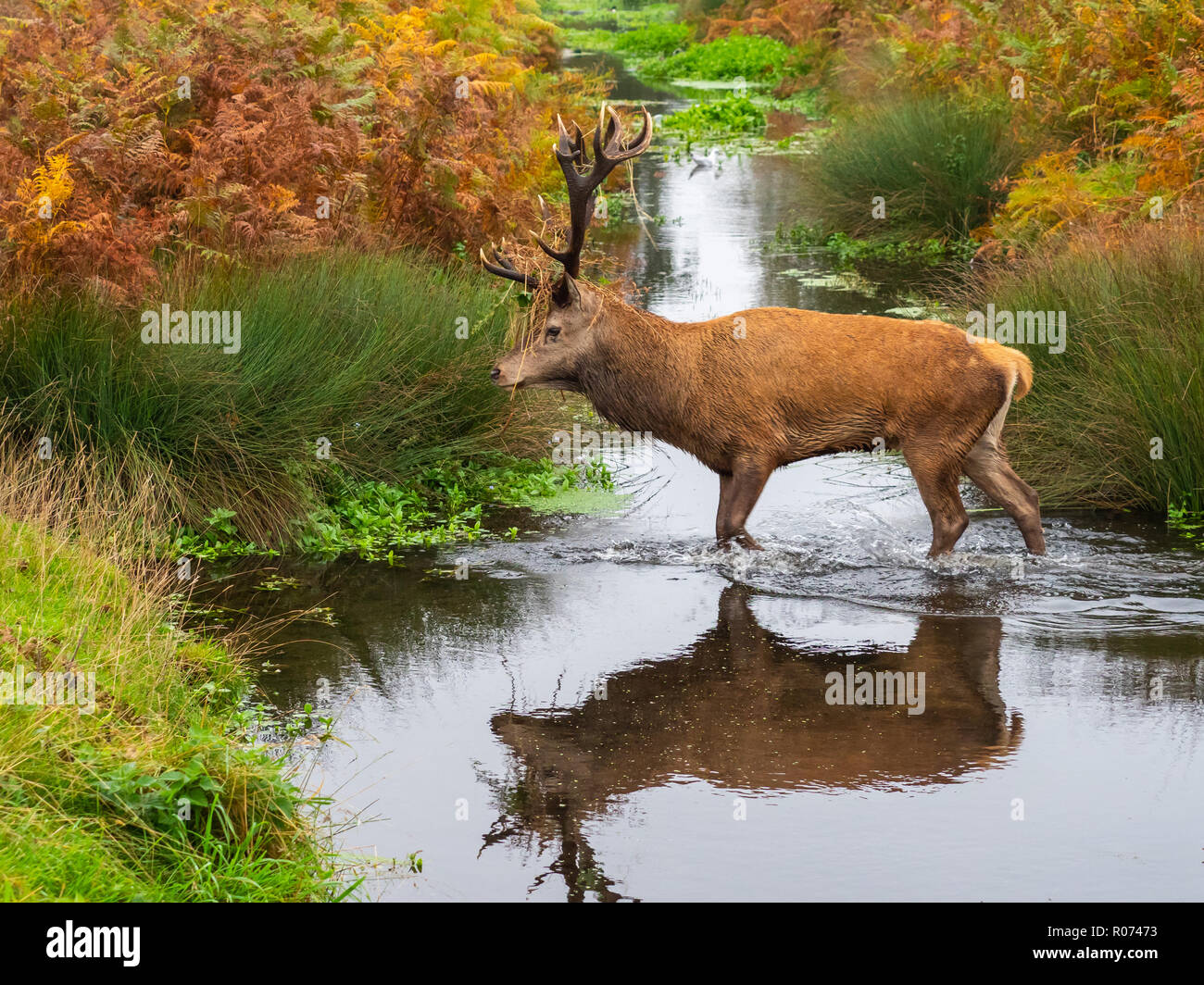 Red Deer Stag walking in water Stock Photo - Alamy