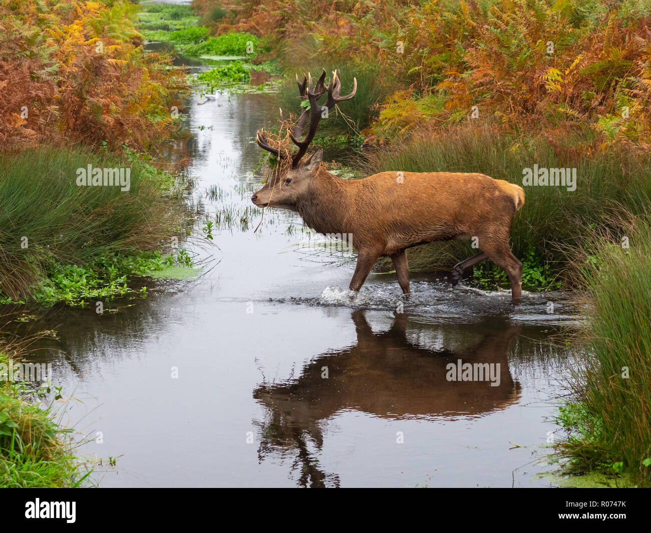 Red Deer Stag walking in water Stock Photo - Alamy